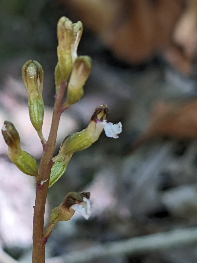 autumn coralroot in September 2023 by Olivia M. · iNaturalist