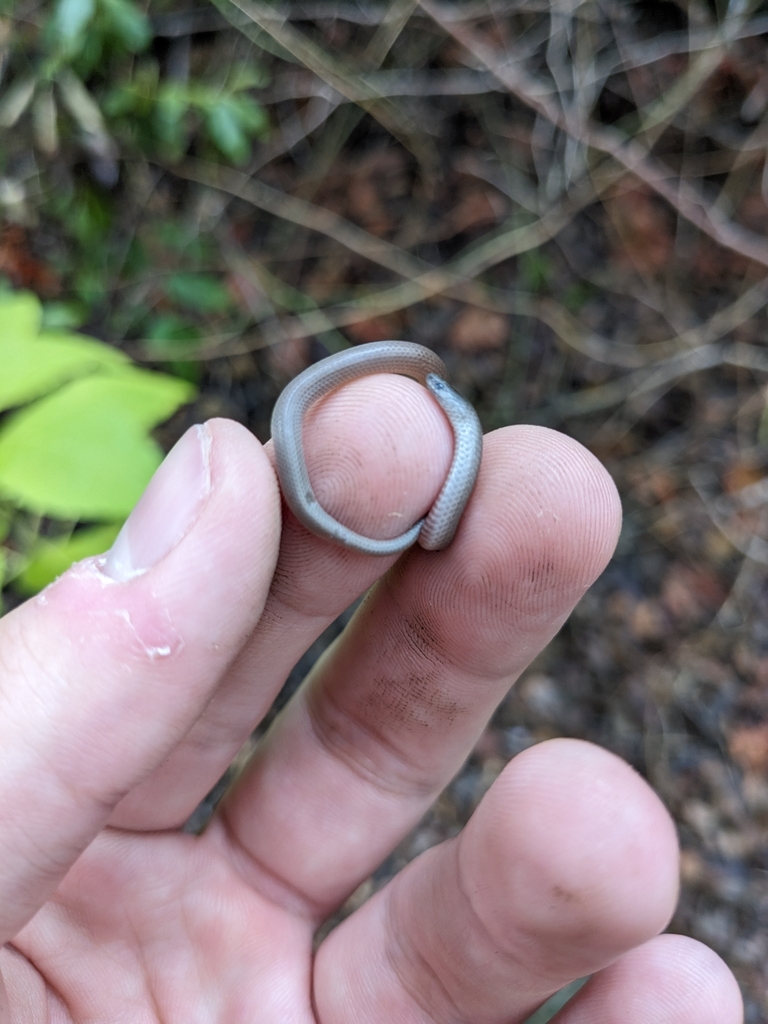 Flat-headed Snake from Rollingwood, TX 78746, USA on September 15, 2023 ...