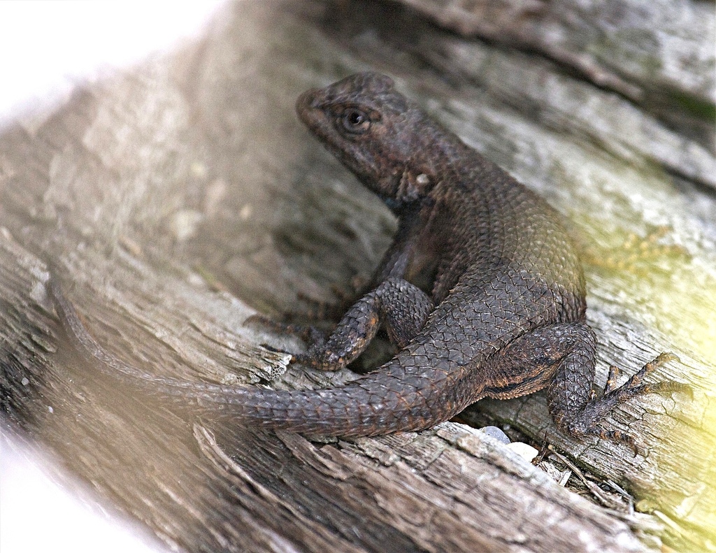 Eastern Fence Lizard from Millstone, NJ, USA on March 22, 2014 at 01:44 ...