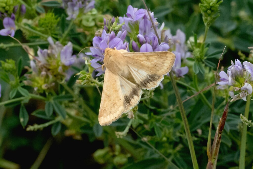 Corn Earworm Moth from Lancaster County, NE, USA - Pawnee Lake SRA on ...