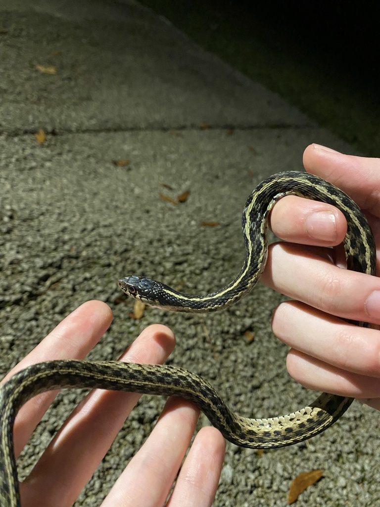 Common Garter Snake from Garden Dr, Auburn, AL, US on September 14 ...