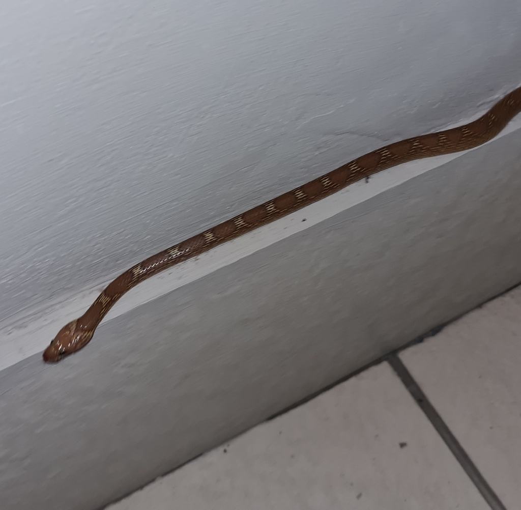 Indian Wolf Snake from Plaines Wilhems District, Mauritius on September ...