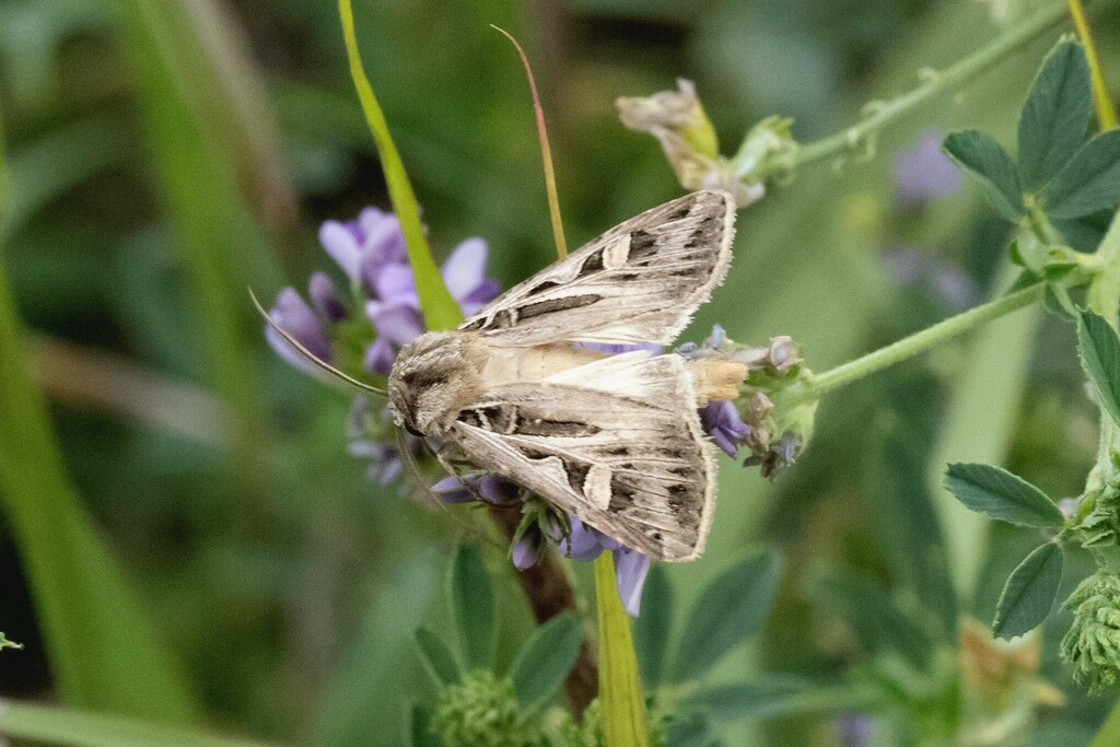 Dingy Cutworm Moth from Lancaster County, NE, USA - Pawnee Lake SRA on ...