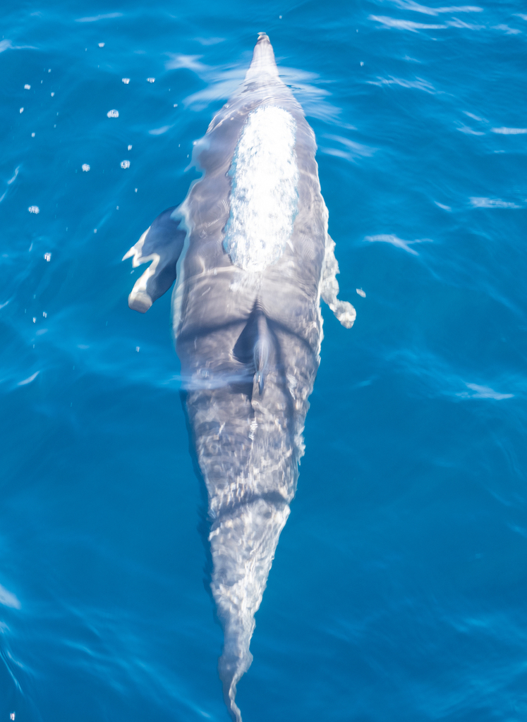 Common Dolphin from Los Angeles, California, United States on September ...