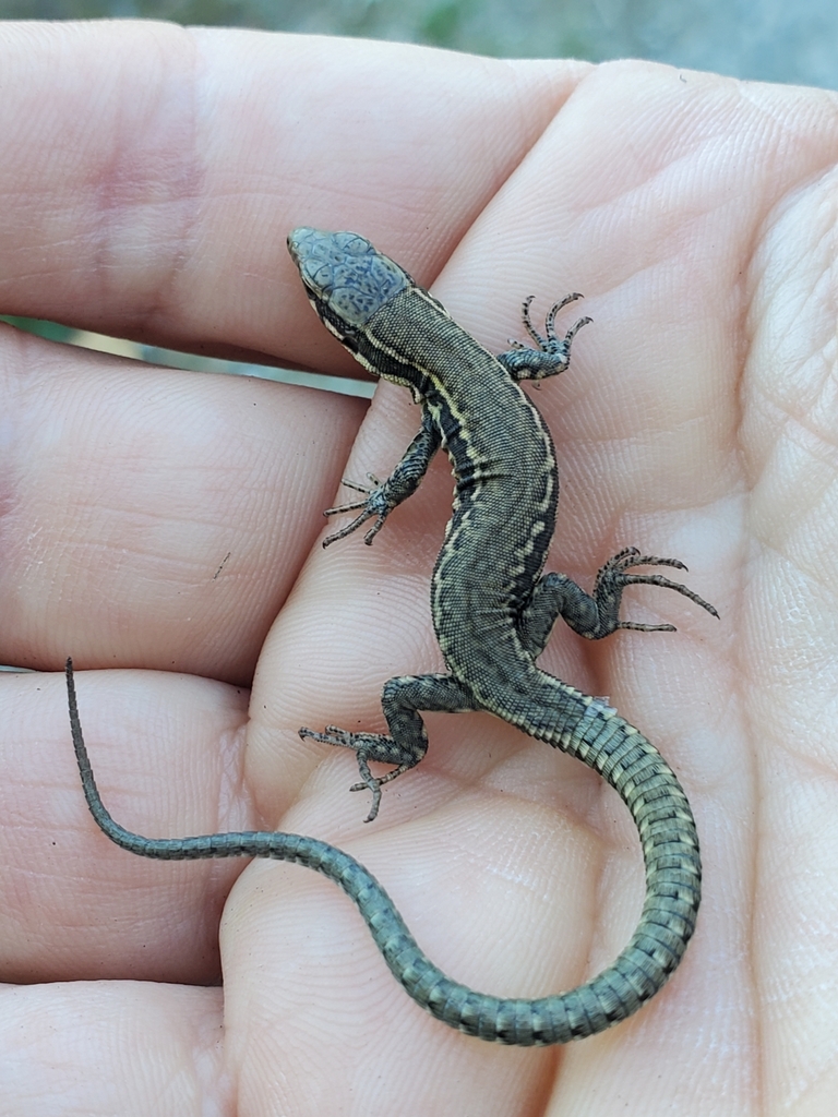 Common Wall Lizard from Surrey, BC V3S 1J9, Canada on September 15 ...
