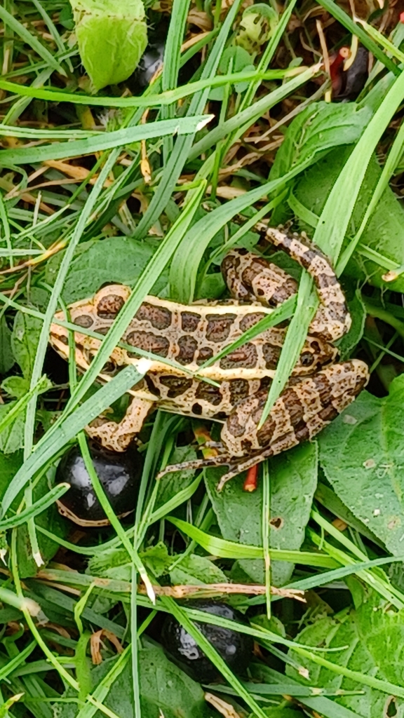 Pickerel Frog from Shaftsbury, VT, USA on September 15, 2023 at 01:55 ...