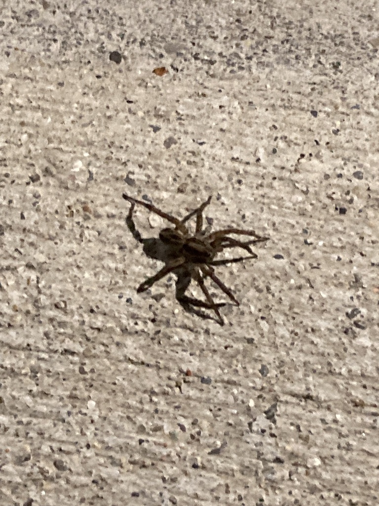 Brush-legged Spiders from Washington Church Rd, Dayton, OH, US on ...