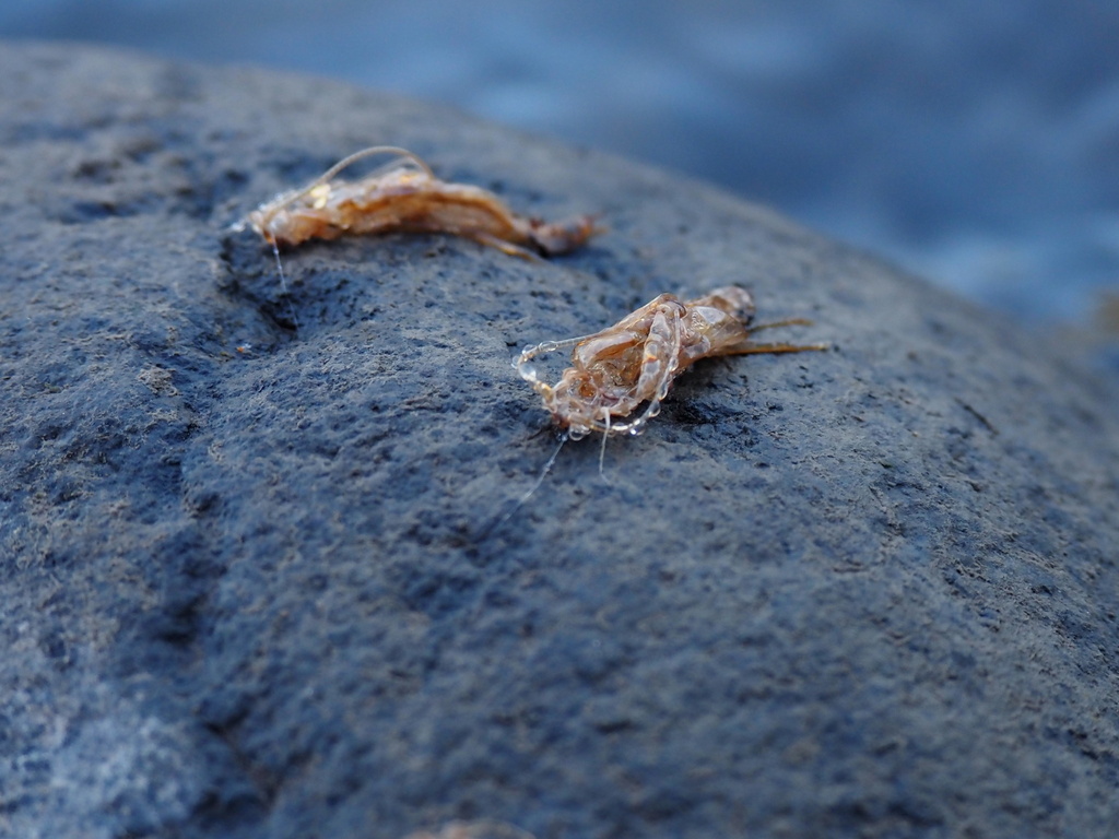 Insects from Deming, WA, US on September 15, 2023 at 11:26 AM by Mark ...