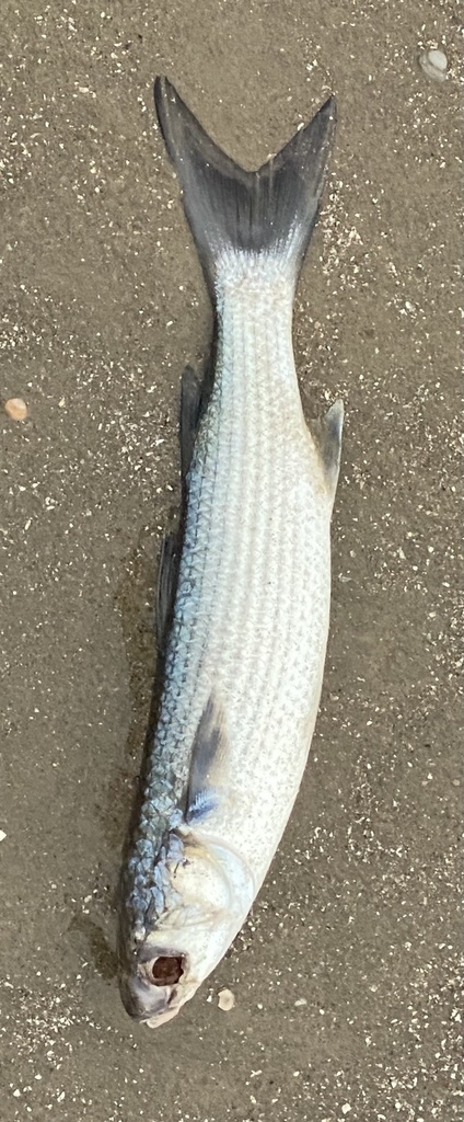 Sea Mullet from Gulf of Mexico, Galveston, TX, US on September 15, 2023 ...