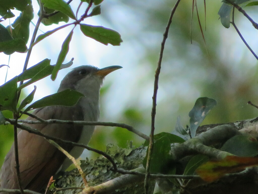 Yellow-billed Cuckoo from Accomack County, VA, USA on September 8, 2023 ...