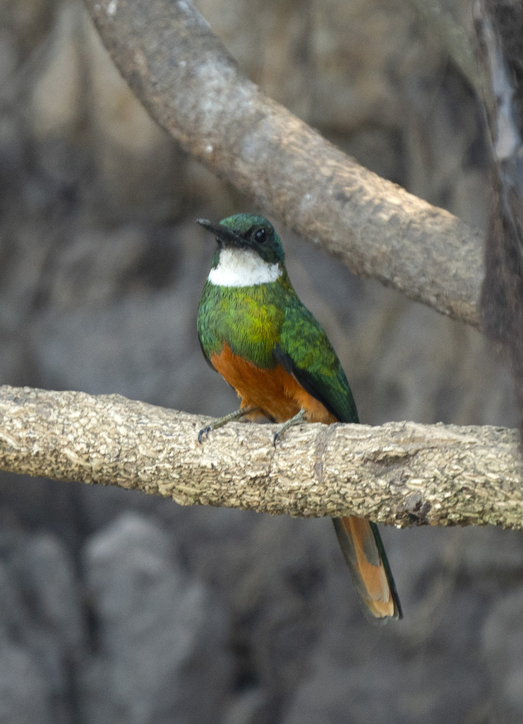 Rufous-tailed Jacamar from Barão de Melgaço - State of Mato Grosso ...