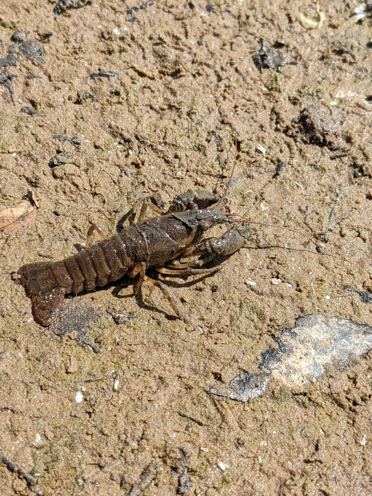 Water Nymph Crayfish from Wichita Falls, TX 76308, USA on September 9 ...