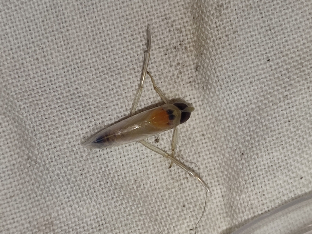 Anisops sardeus from 2350 Brogueira, Portugal on September 15, 2023 at ...