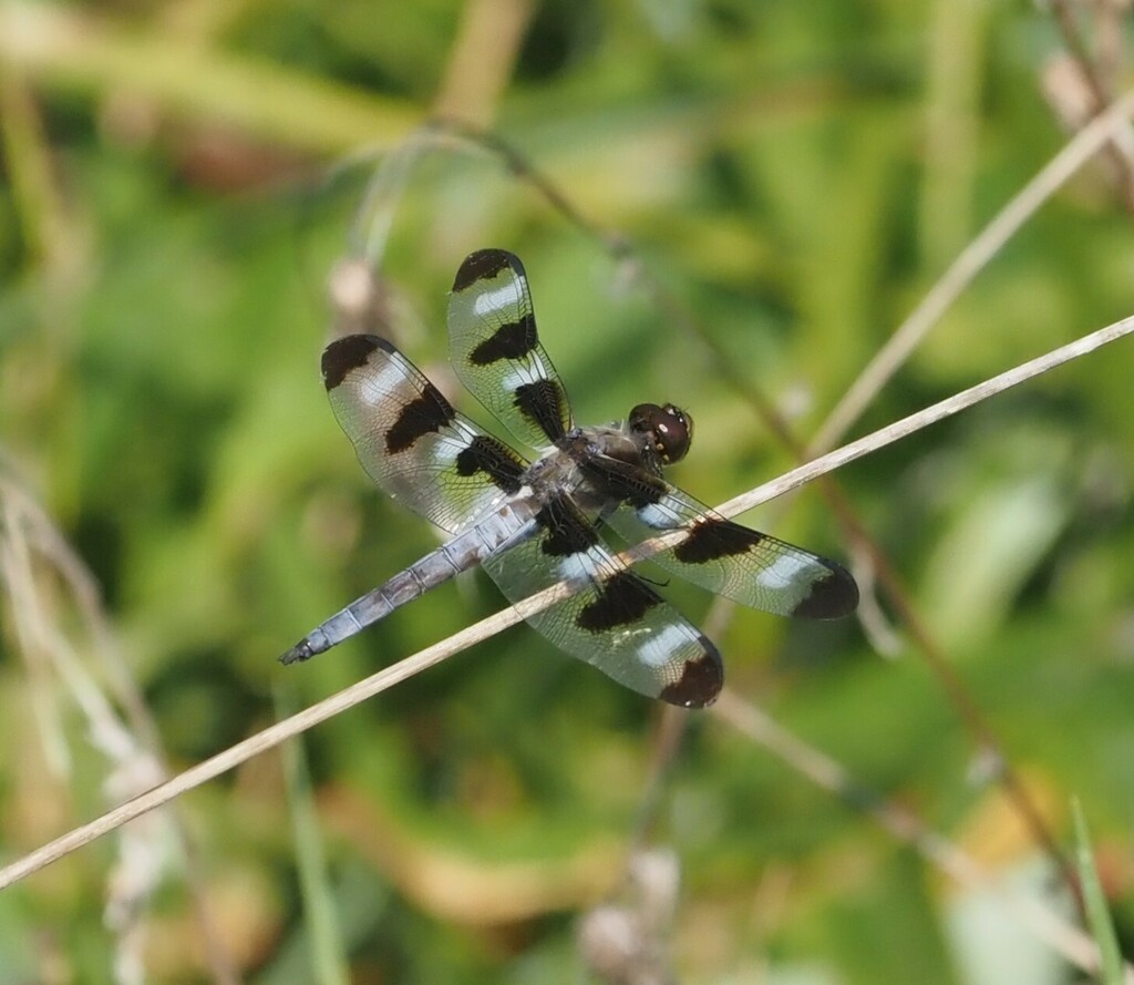 Twelve-spotted Skimmer from Essex County, ON, Canada on September 10 ...