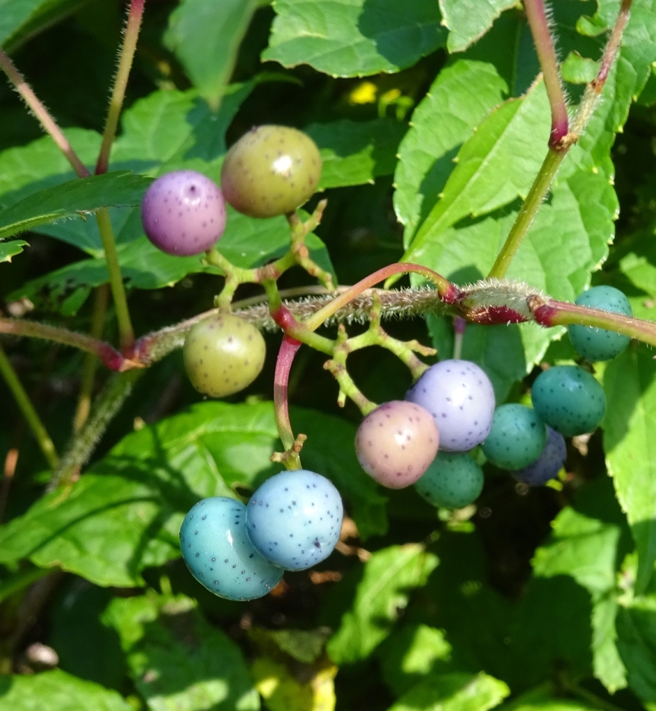 Porcelain Berry from Walker, MI, USA on September 15, 2023 at 04:39 PM ...