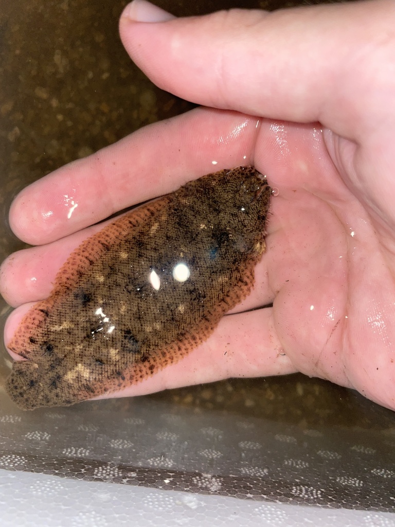 Freshwater Sole from Barron River, Kuranda, QLD, AU on September 02 ...