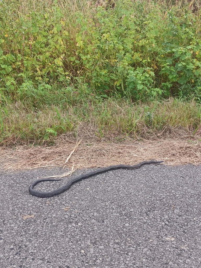Gray Ratsnake from Stevenson, AL 35772, USA on September 15, 2023 at 02 ...