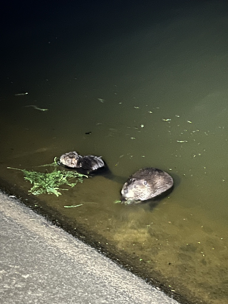 American Beaver from Lake Johnson, Raleigh, NC, US on September 15 ...
