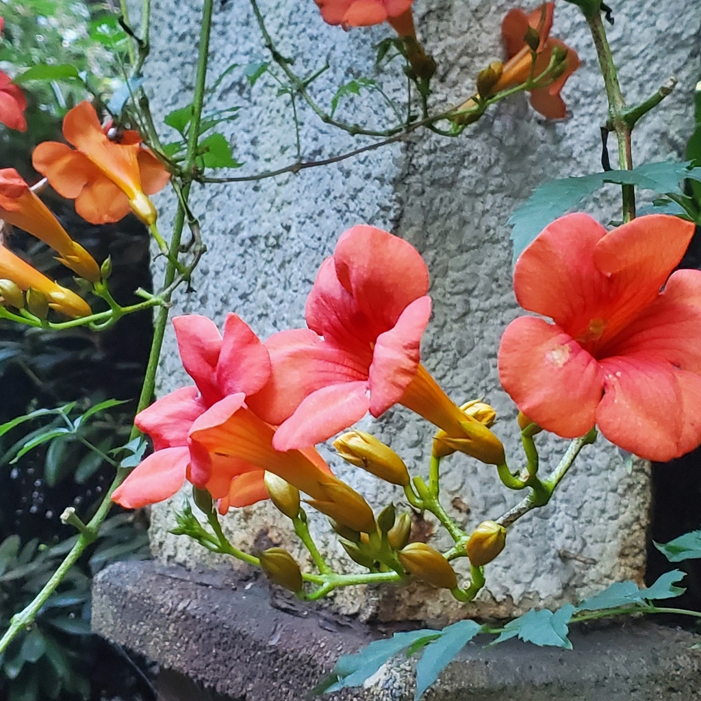 Chinese trumpet vine from North Vancouver, BC V7J 3V8, Canada on ...