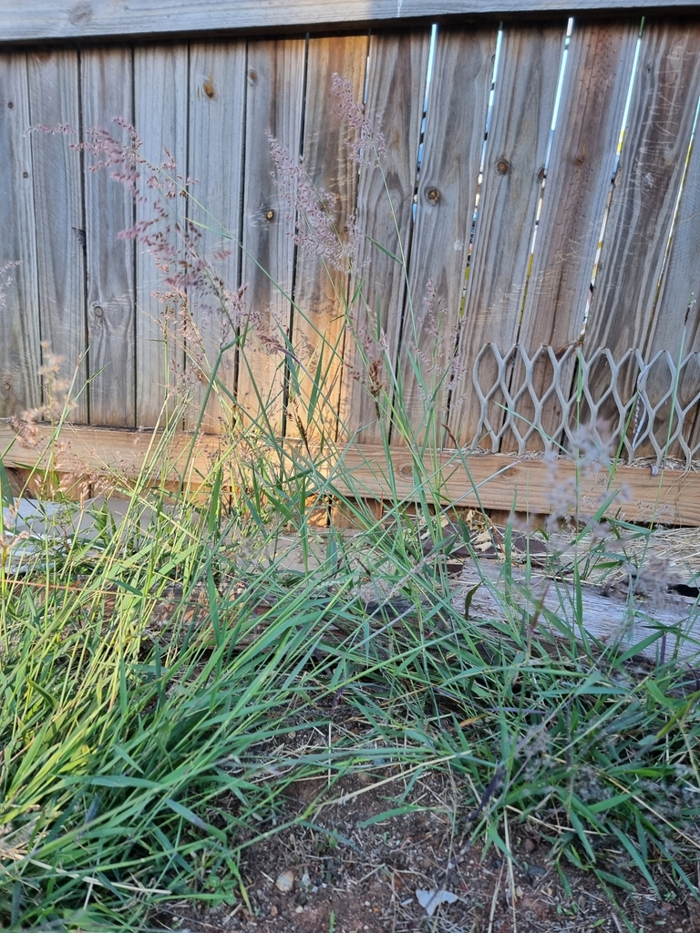 Natal grass from Upper Caboolture QLD 4510, Australia on September 15 ...