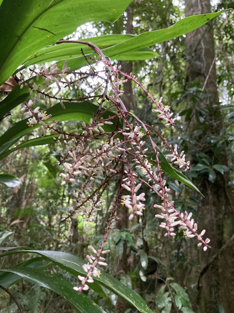cabbage trees and allies from Mossman Gorge Rd, Mossman Gorge, QLD, AU ...