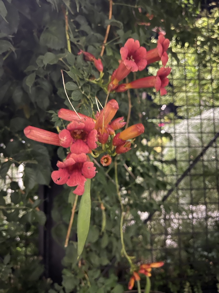 American trumpet vine from Long Island, New York, NY, US on September ...