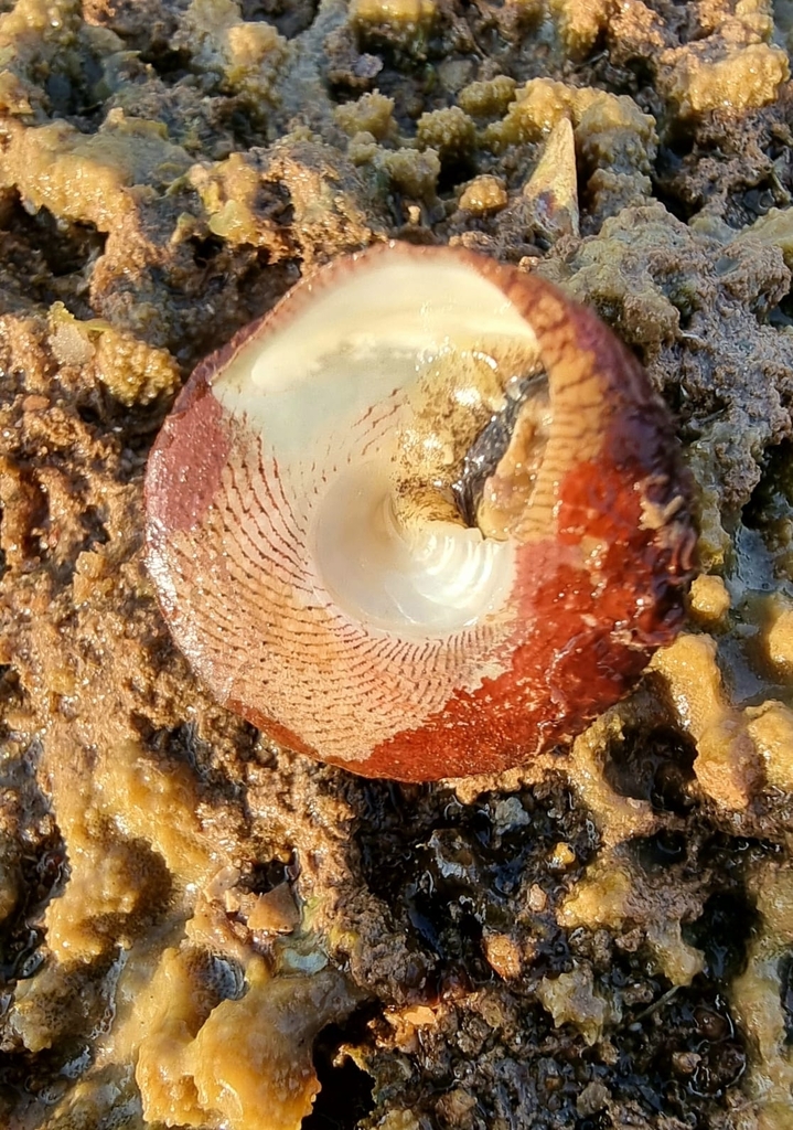 Trochus hanleyanus from Port Hedland, WA, Australia on September 15 ...