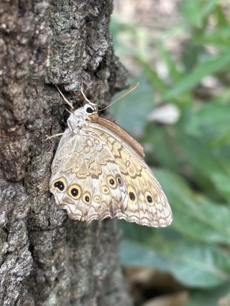 Neope from Tokyoko Yacho Park, Ota, Tokyo, JP on September 16, 2023 at ...