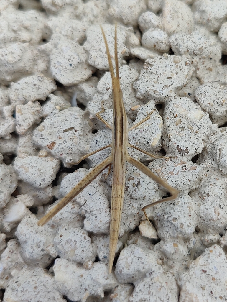 Oriental Longheaded Locust from 6482 Onna, Kunigami District, Okinawa ...