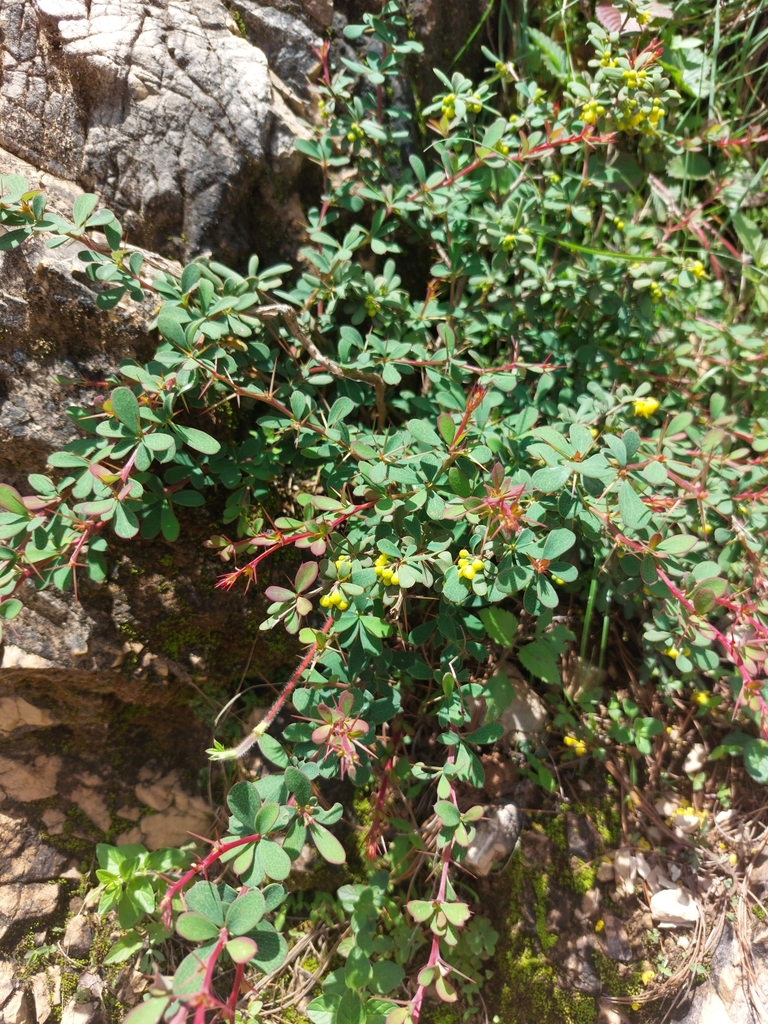 Mrs. Wilson's Barberry from Fumin County on July 26, 2023 at 01:48 PM ...