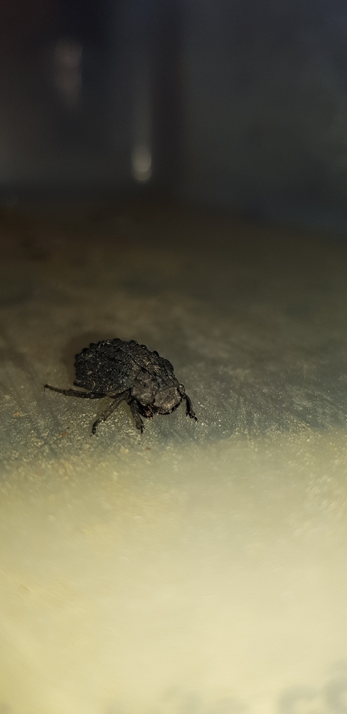 Carcass Beetles in September 2023 by David Kwiatkowski · iNaturalist