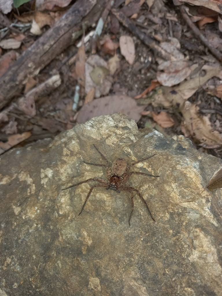 Jungle Huntsman Spider from Mount Coot-Tha QLD 4066, Australia on ...