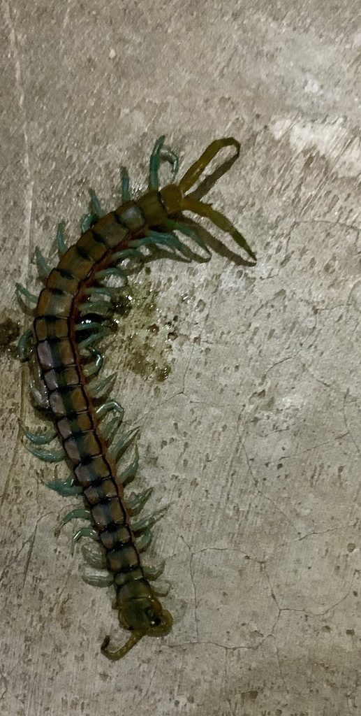 African Giant Centipede from Eastern, ZM on September 13, 2023 at 08:25 ...