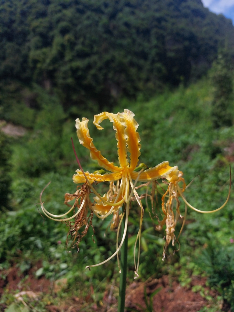 Golden Spider-lily from Fumin on July 26, 2023 at 11:13 AM by Ajay ...