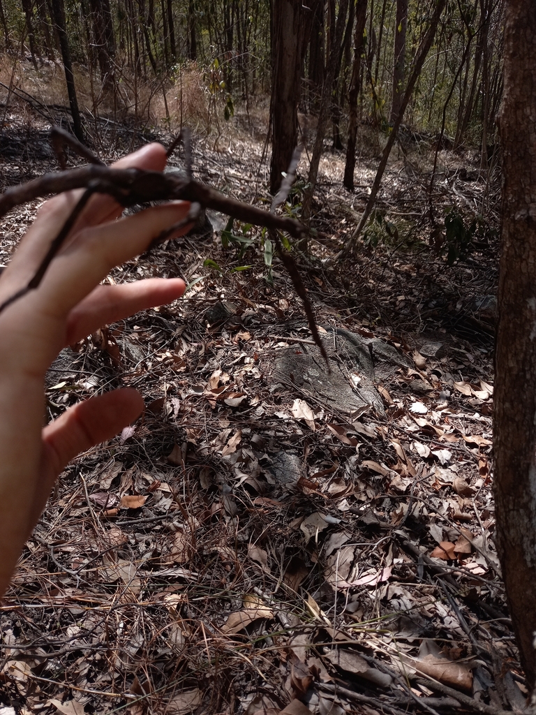 Goliath Stick Insect from Mount Coot-Tha QLD 4066, Australia on ...