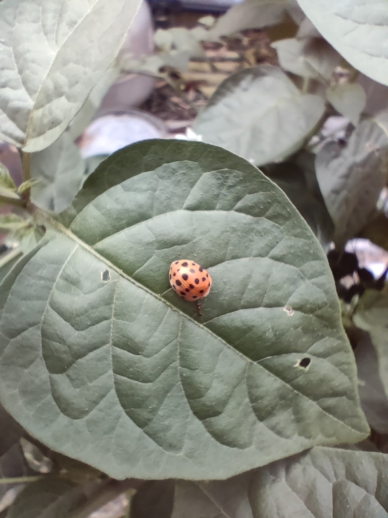 Hadda Beetle from Watsonville QLD 4887, Australia on September 16, 2023 ...
