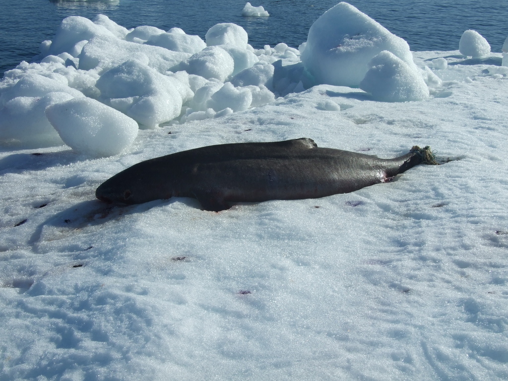 Greenland Shark in August 2008 by pablo_the_penguin. Bycatch found on ...
