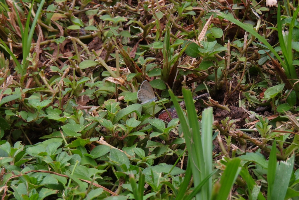 Lesser Grass Blue from 香港西貢市 on August 27, 2023 at 04:17 PM by Phoenix ...