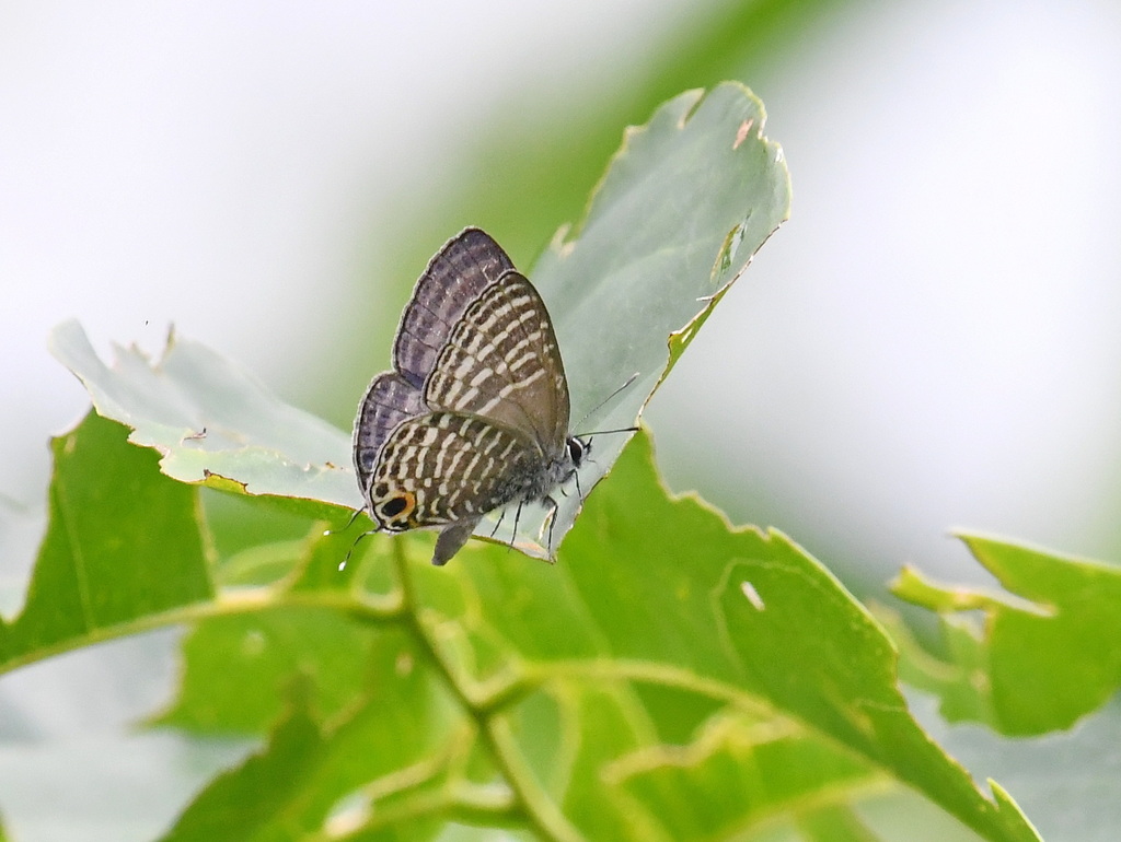 Nacaduba neaira from Ormoc, Leyte, Philippines on September 16, 2023 at ...
