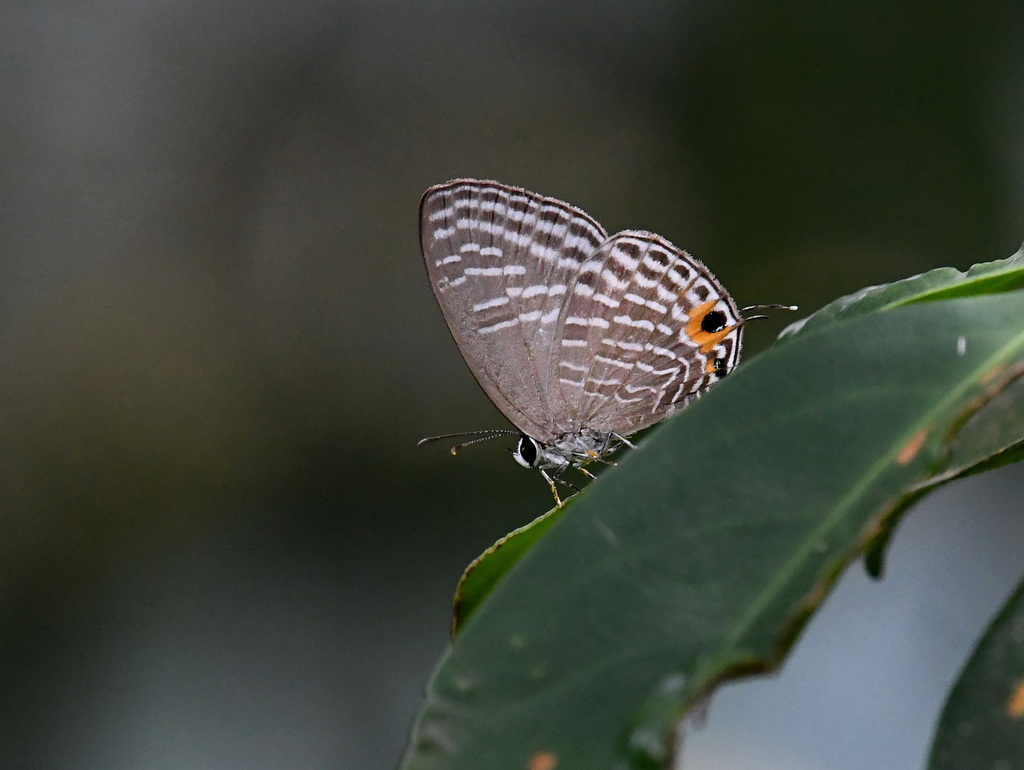 Metallic Cerulean from Ormoc, Leyte, Philippines on September 16, 2023 ...