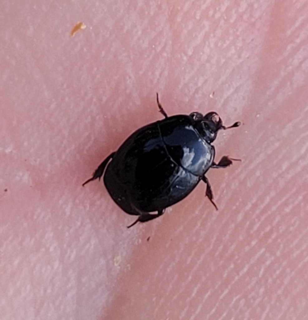 Margarinotus from 9510 Arden, Danmark on September 16, 2023 at 03:34 PM ...