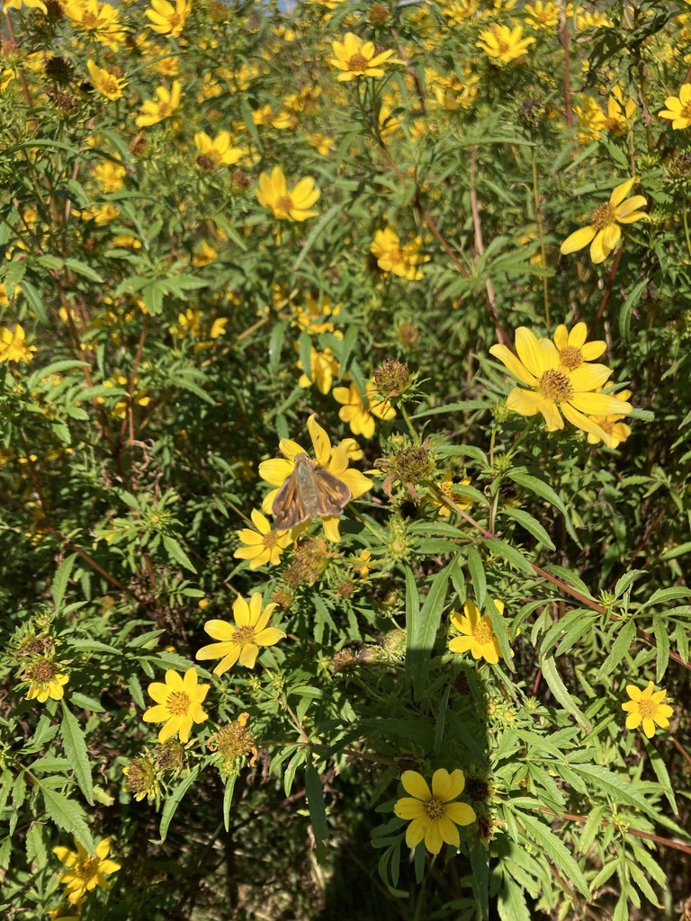 Huron Sachem from Washington, DC, US on September 16, 2023 at 10:39 AM ...