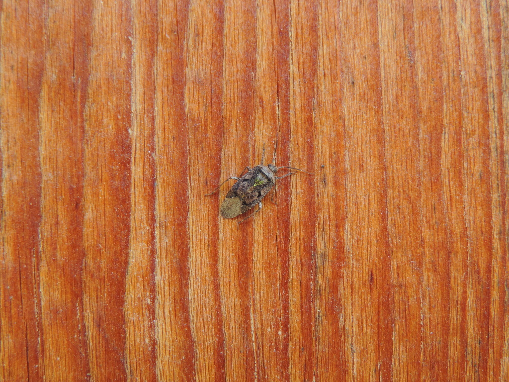 Calocorisca from San Cristóbal de las Casas, Chis., México on February ...