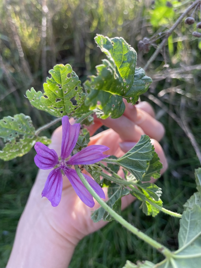 Common Mallow from Broads National Park, Great Yarmouth, England, GB on ...
