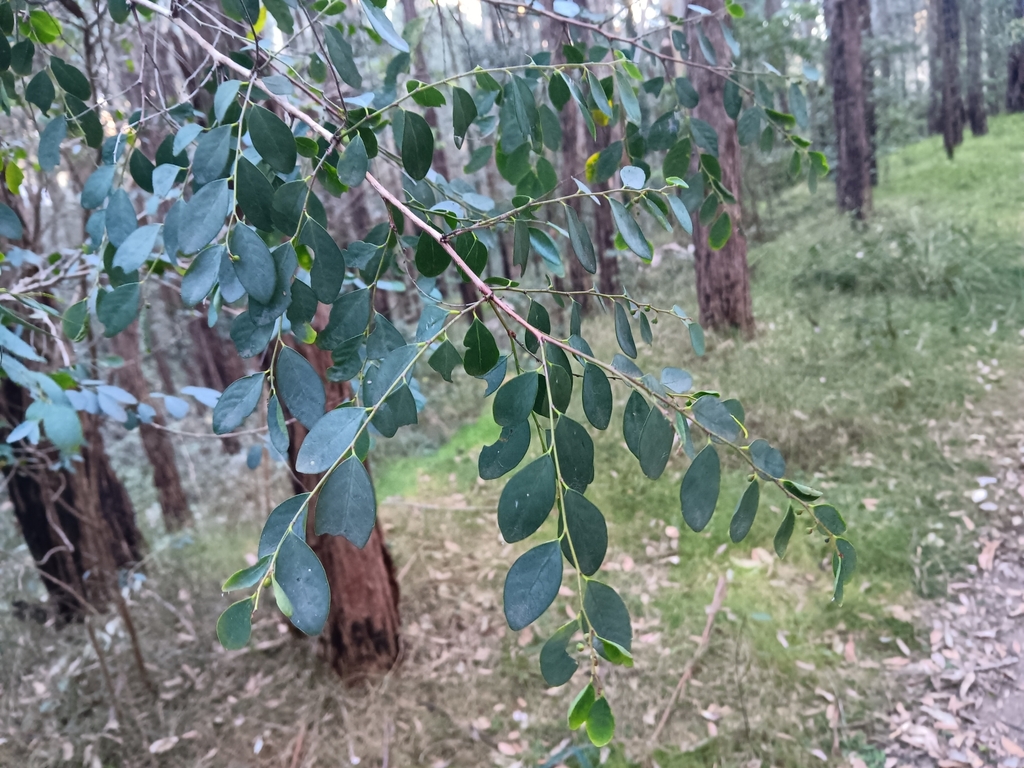 coffee bush from Springwood NSW 2777, Australia on September 16, 2023 ...