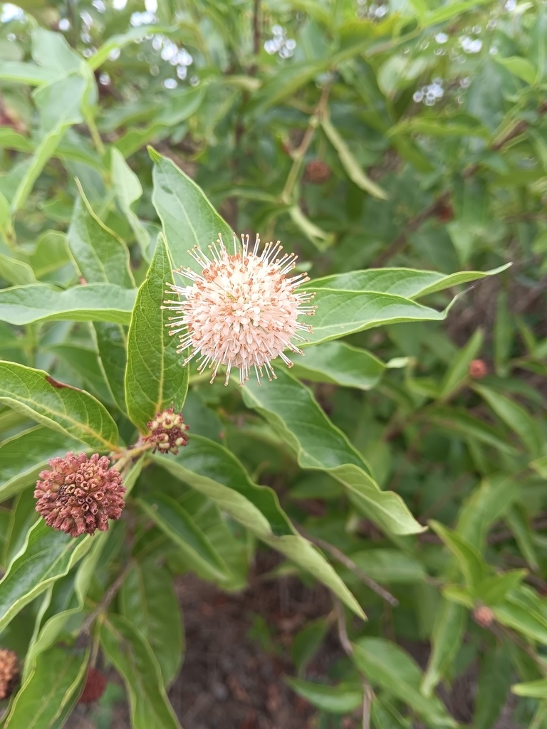 buttonbush from Lebanon, OK 73440, USA on September 16, 2023 at 10:45 ...