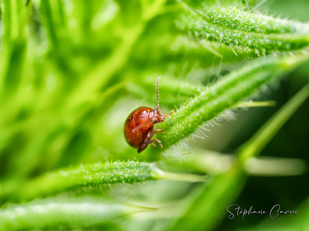 Sphaeroderma from 76350 Oissel, France on September 16, 2023 at 09:52 ...