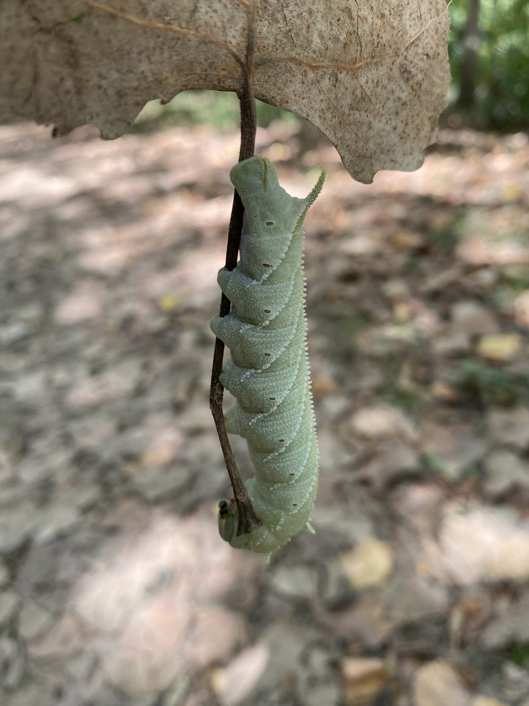 Elm Sphinx from Jackson Pike, Grove City, OH, US on September 16, 2023 ...