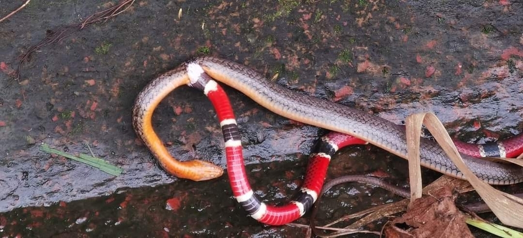 Central American Coralsnake from 2QJ9+R7V, Tuetal Norte, Provincia de ...