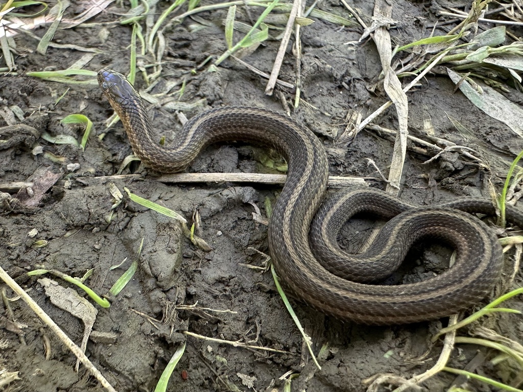 Short-headed Garter Snake in September 2023 by Sam. SB00301 · iNaturalist